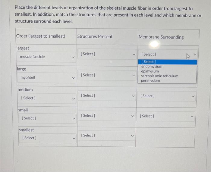 Solved Place the different levels of organization of the | Chegg.com