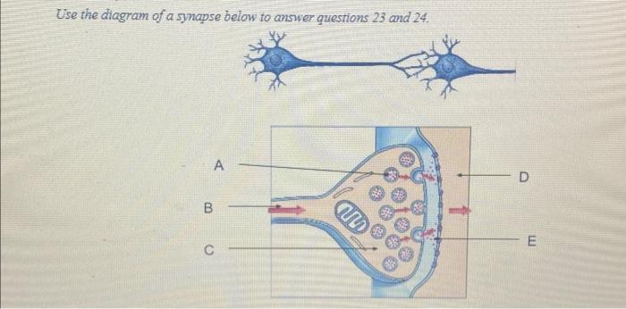 Solved Use the diagram of a synapse below to answer | Chegg.com