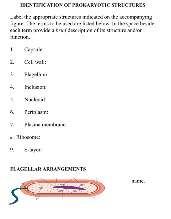 Solved IDENTIFICATION OF PROKARYOTIC STRUCTURES Label the | Chegg.com