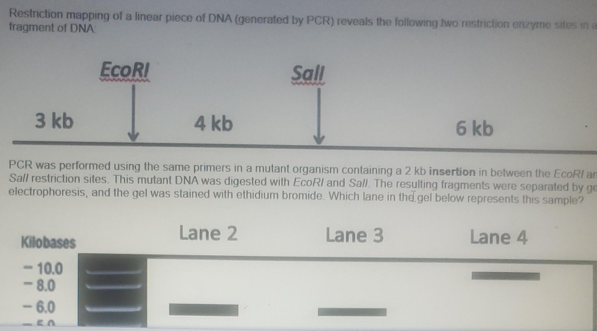 Solved Restriction mapping of a linear piece of DNA | Chegg.com