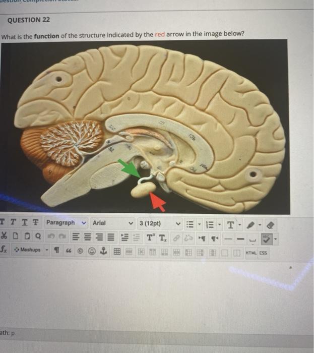 Solved QUESTION 22 What is the function of the structure | Chegg.com