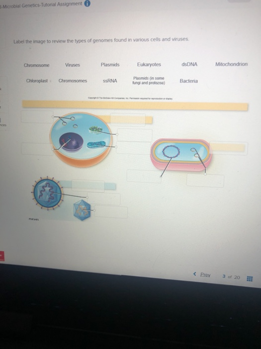 Solved: Microbial Genetics-Tutorial Assignment Label The I... | Chegg.com