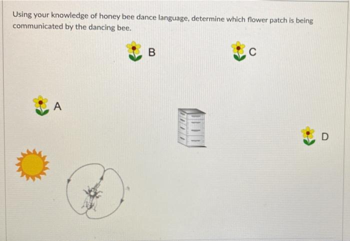 Solved Using your knowledge of honey bee dance language, | Chegg.com