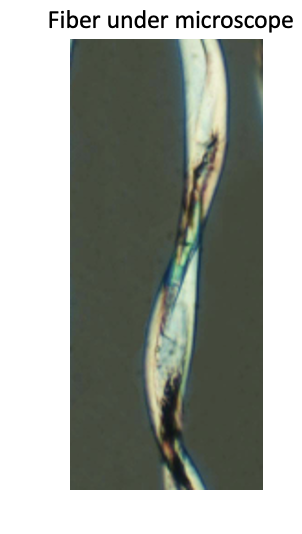 Solved Fiber Evidence: Below are photos of a fiber burn | Chegg.com