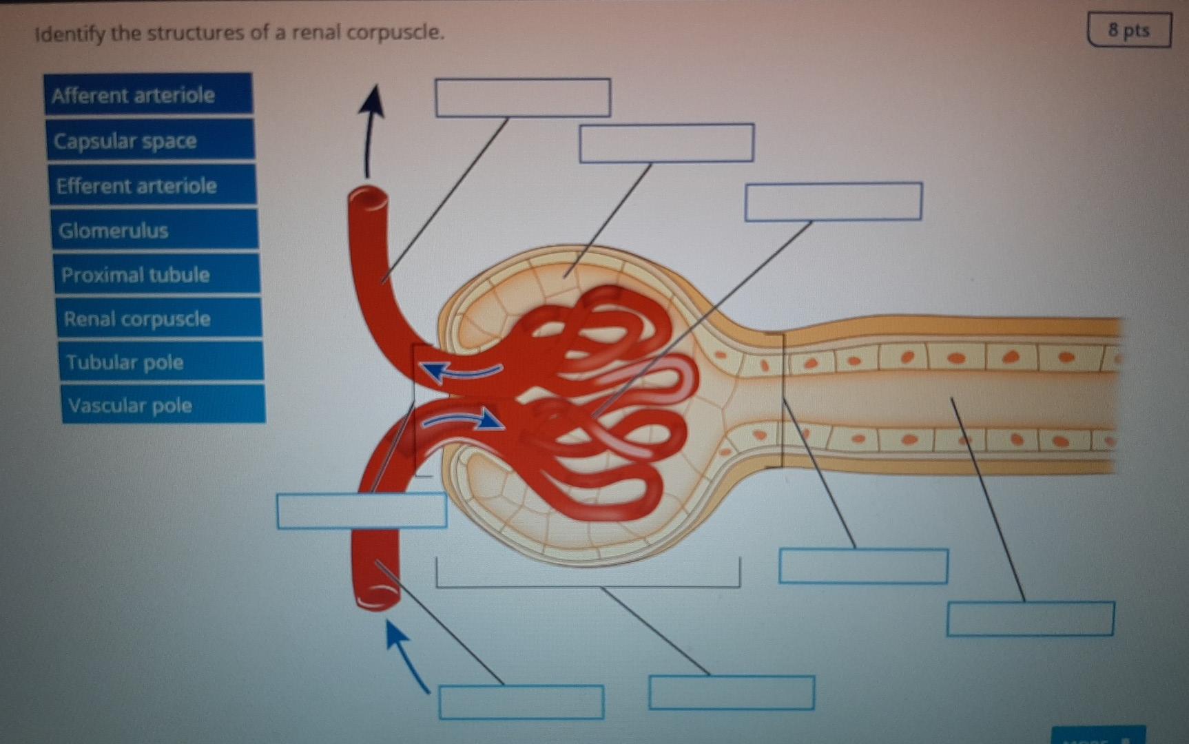 Solved Identify the structures of a renal corpuscle. 8 pts | Chegg.com