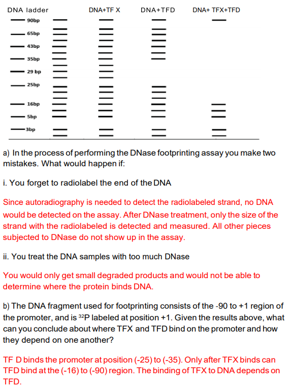 Solved You are interested in studying the transcription | Chegg.com