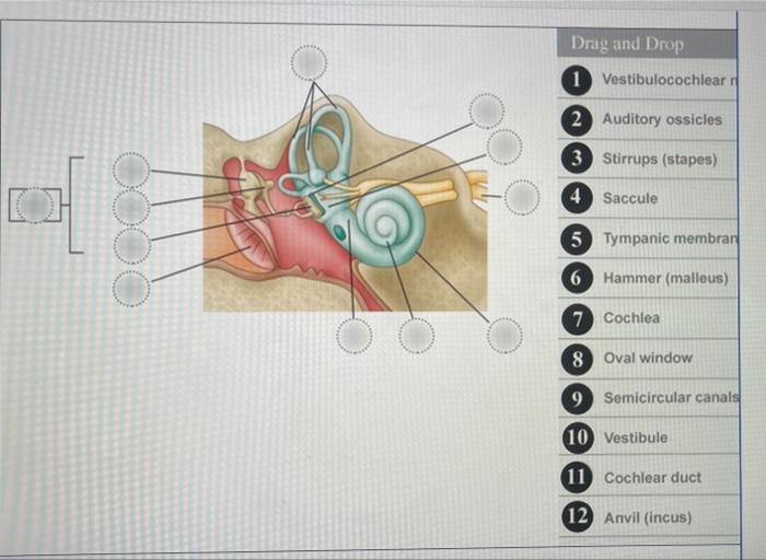 Solved (1) Vestibulocochlear (3) Stirrups (stapes) (4) | Chegg.com