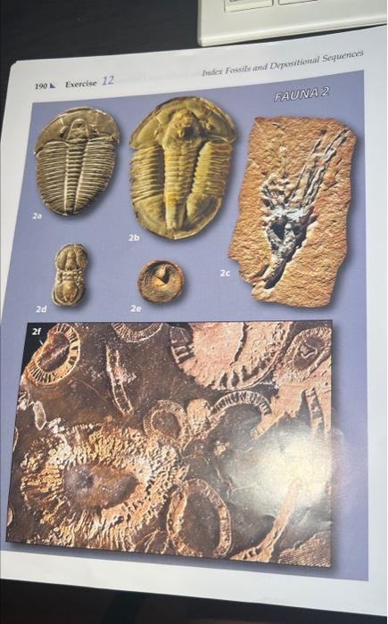 Solved identify fossils | Chegg.com
