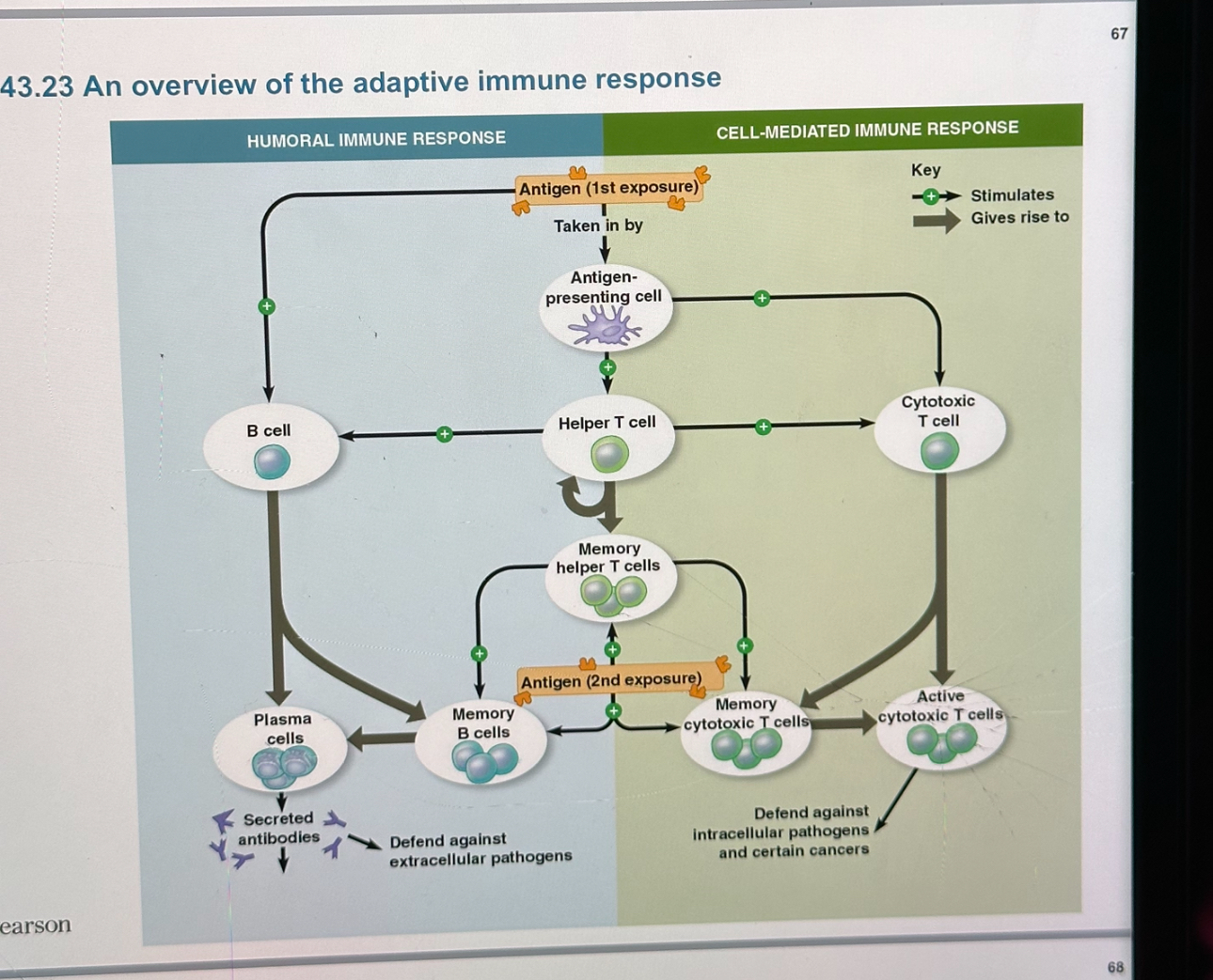 Solved Please explain this figure of the adaptive immune | Chegg.com
