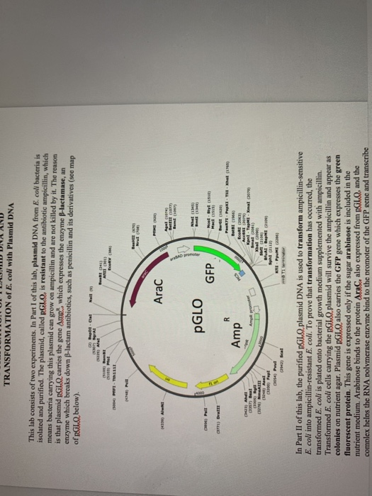 Solved UND DWAAND TRANSFORMATION of E. coli with Plasmid DNA | Chegg.com