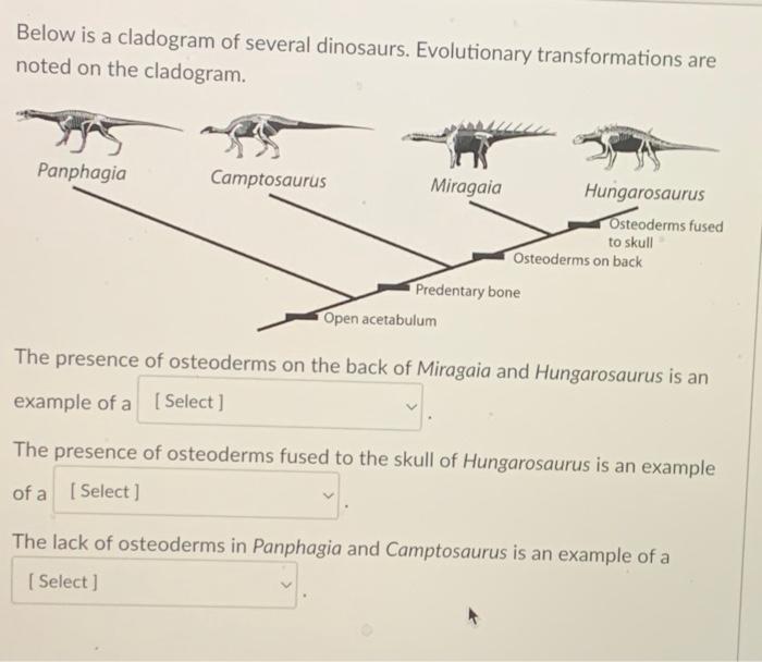 Solved Below is a cladogram of several dinosaurs. | Chegg.com