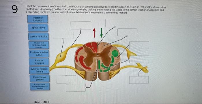 Solved Label the cross-section of the spinal cord showing | Chegg.com