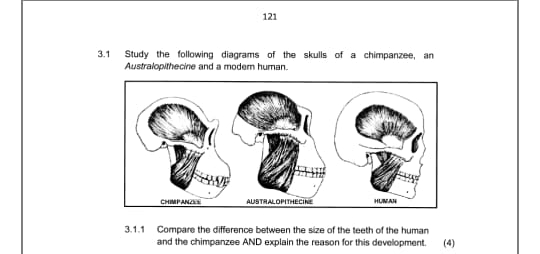 Solved 1213.1 ﻿Study the following diagrams of the skulls of | Chegg.com