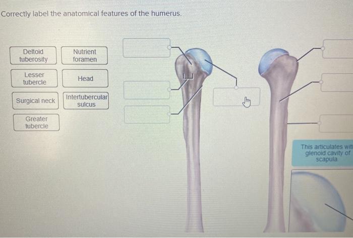 Solved Correctly label the anatomical features of the | Chegg.com