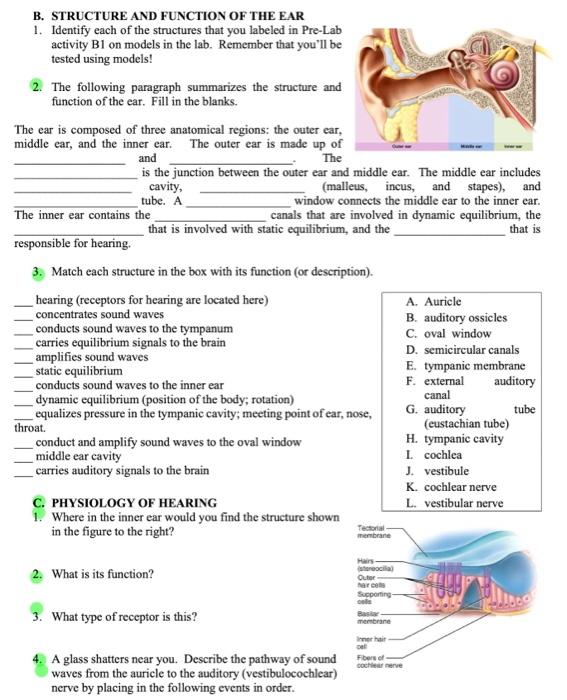 Solved B. STRUCTURE AND FUNCTION OF THE EAR 1. Identify each | Chegg.com