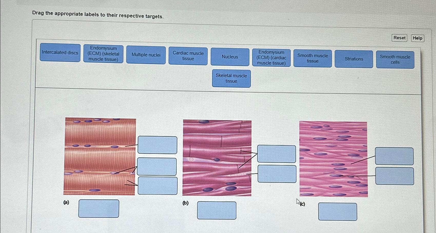 Solved Drag the appropriate labels to their respective | Chegg.com