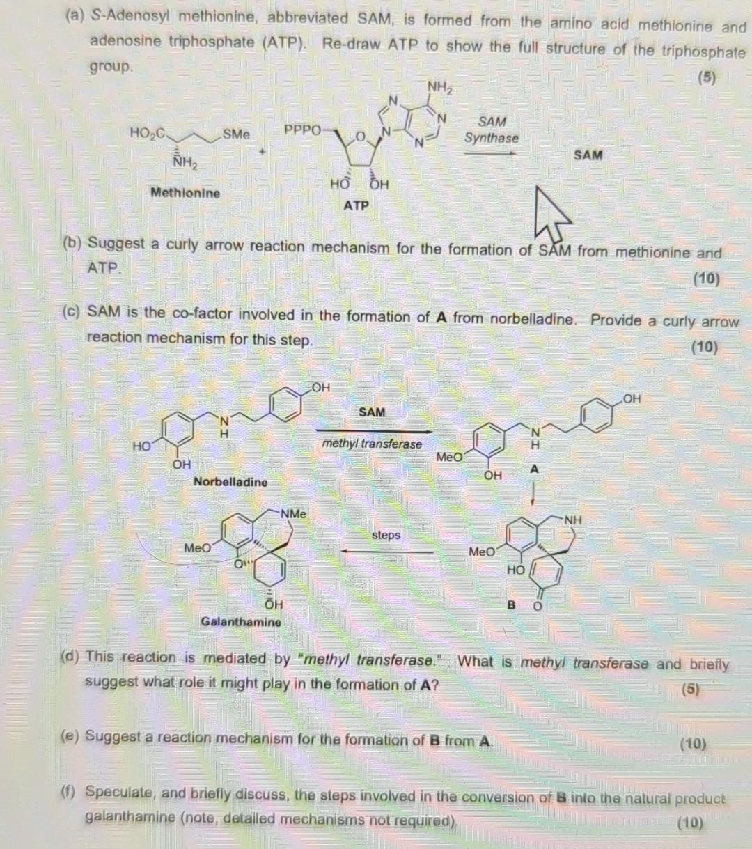 Solved (a) S-Adenosyl methionine, abbreviated SAM, is formed | Chegg.com