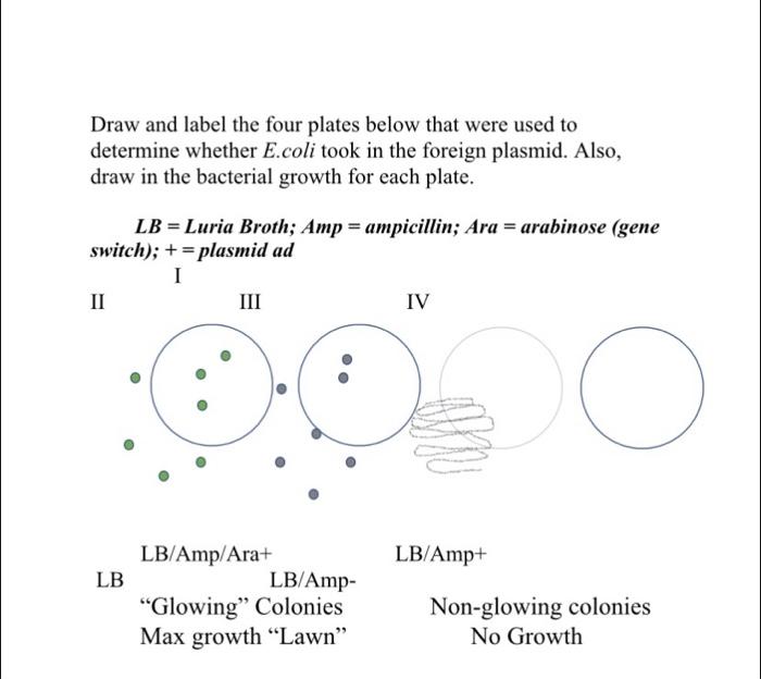 Bacterial transformation is defined as Below is a | Chegg.com