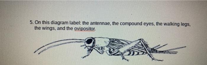 Solved 5. On this diagram label: the antennae, the compound | Chegg.com