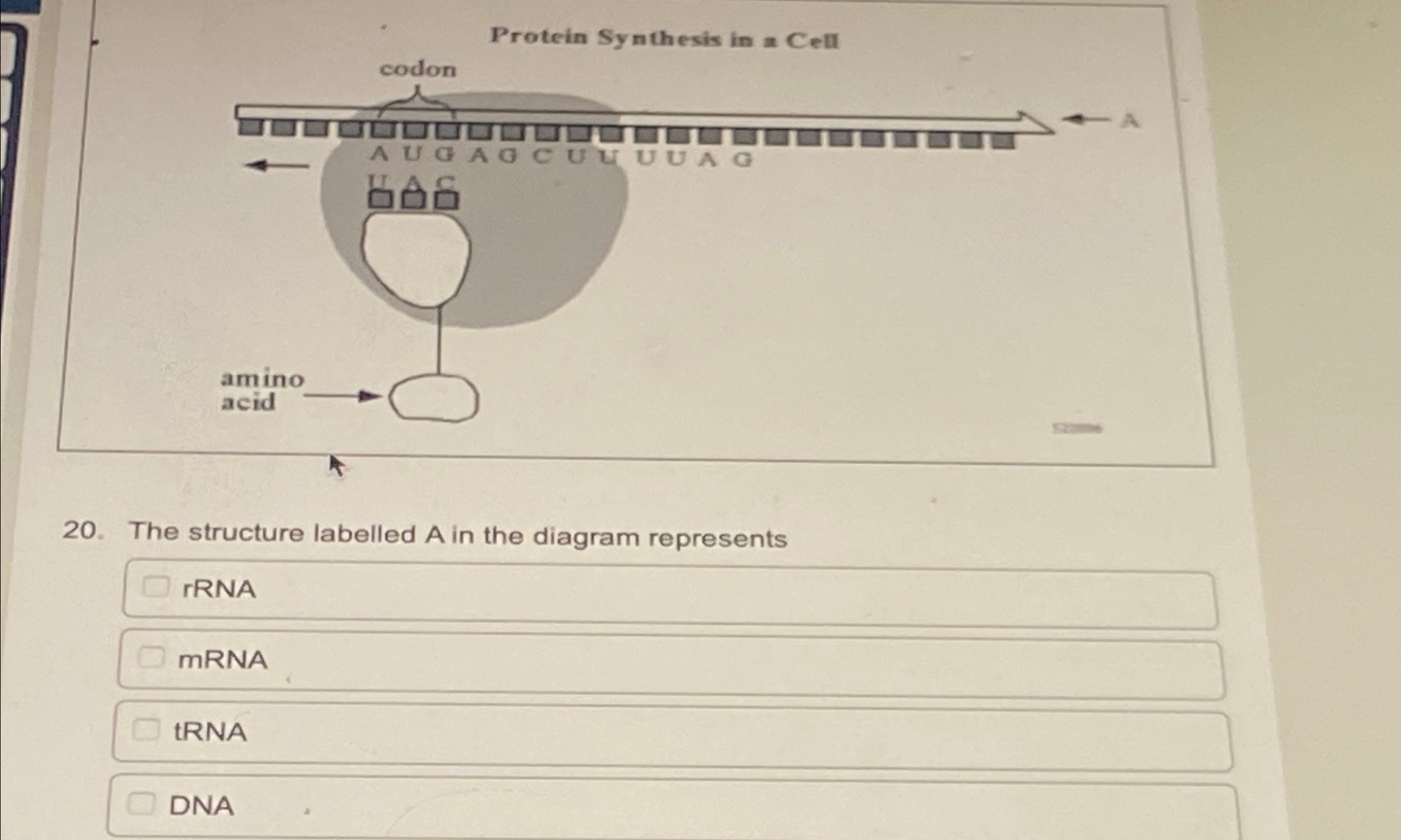 Solved Protein Synthesis in a Cell20. ﻿The structure | Chegg.com