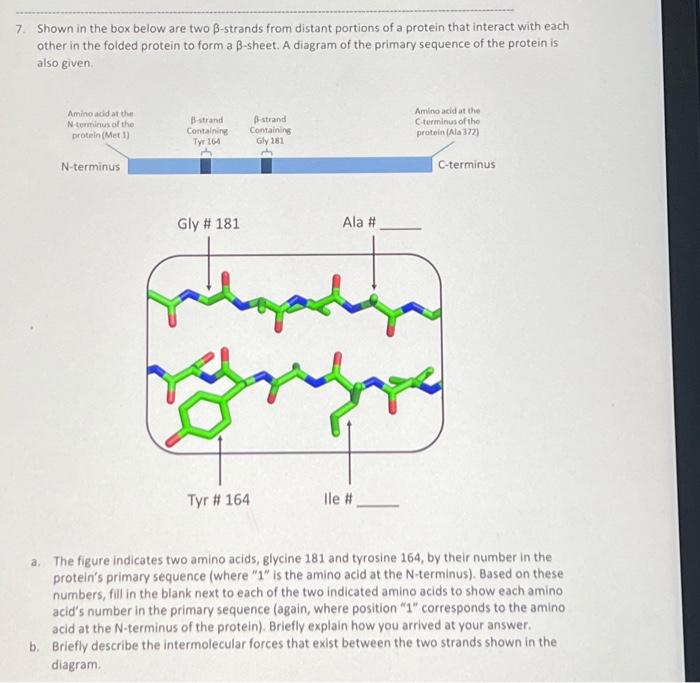Solved 7. Shown in the box below are two B-strands from | Chegg.com