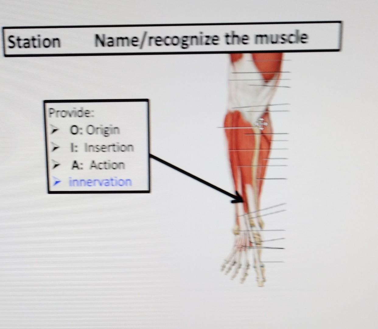 Solved Station Name/recognize the muscle Station | Chegg.com