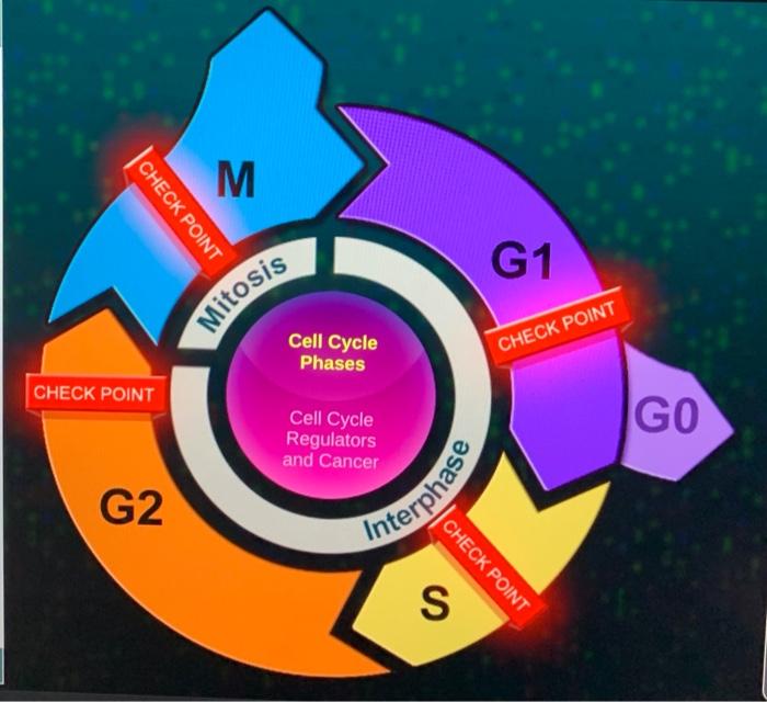 Solved M CHECK POINT G1 Mitosis Cell Cycle Phases CHECK | Chegg.com