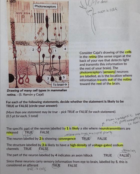 Solved The figure above is from the study by Kuffler \& | Chegg.com