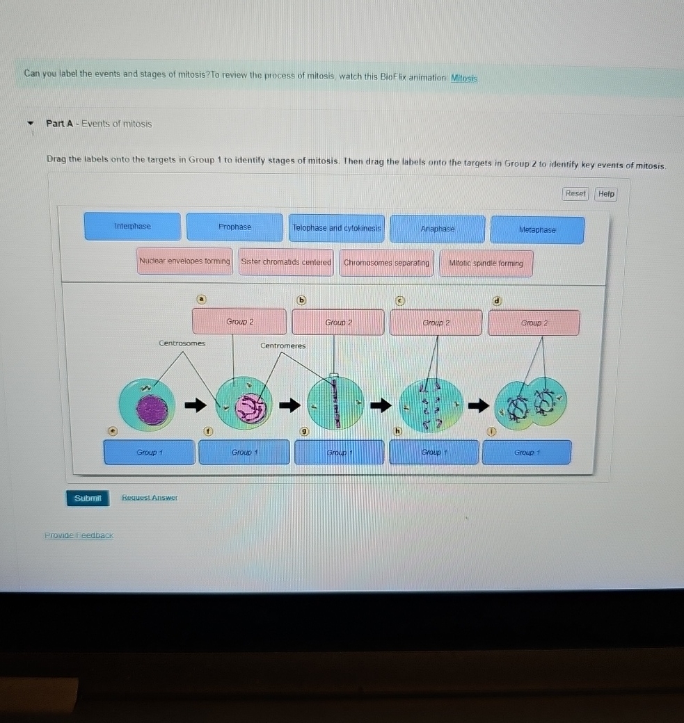 Solved Can you label the events and stages of mitosis? To | Chegg.com Solved Can you label the events and stages of mitosis? To | Chegg.com
