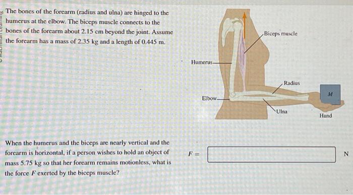 Solved Even when the head is held erect, as shown in the | Chegg.com