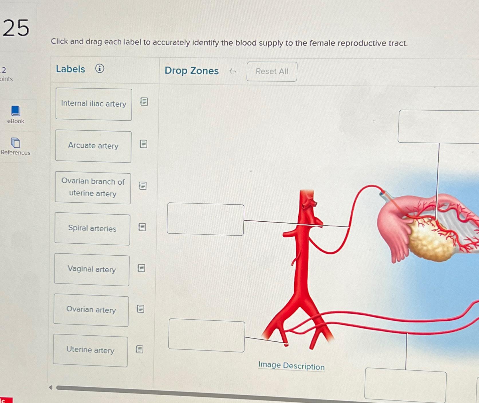 25Click and drag each label to accurately identify | Chegg.com