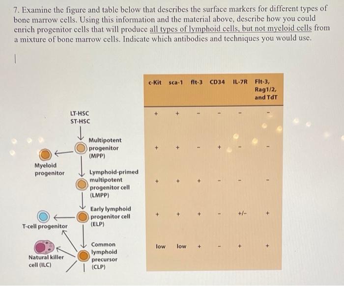 Solved Need help describing how to enrich progenitor cells | Chegg.com