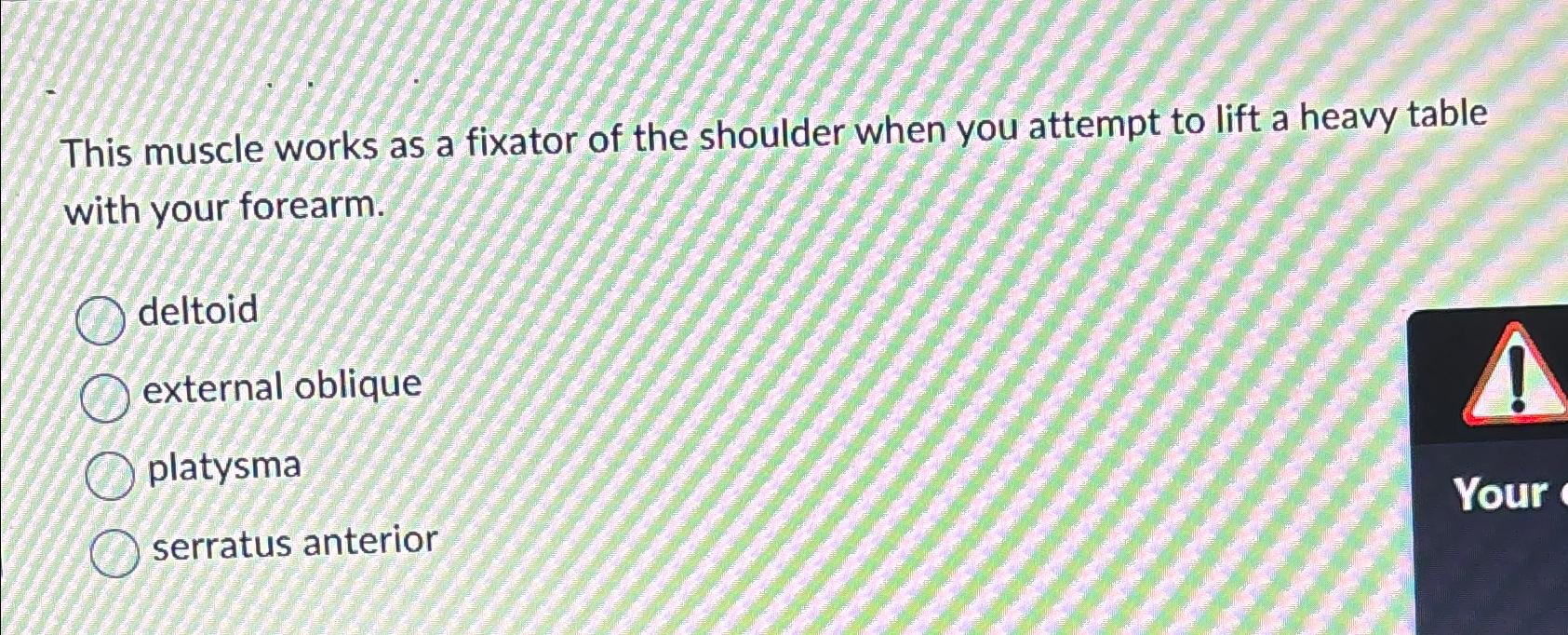 This muscle works as a fixator of the shoulder when | Chegg.com