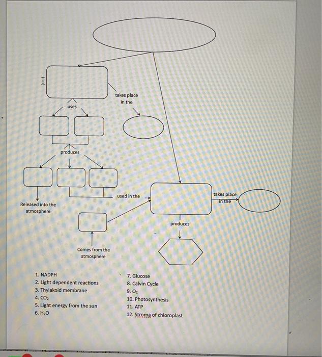 Solved concept map for photosynthesis | Chegg.com