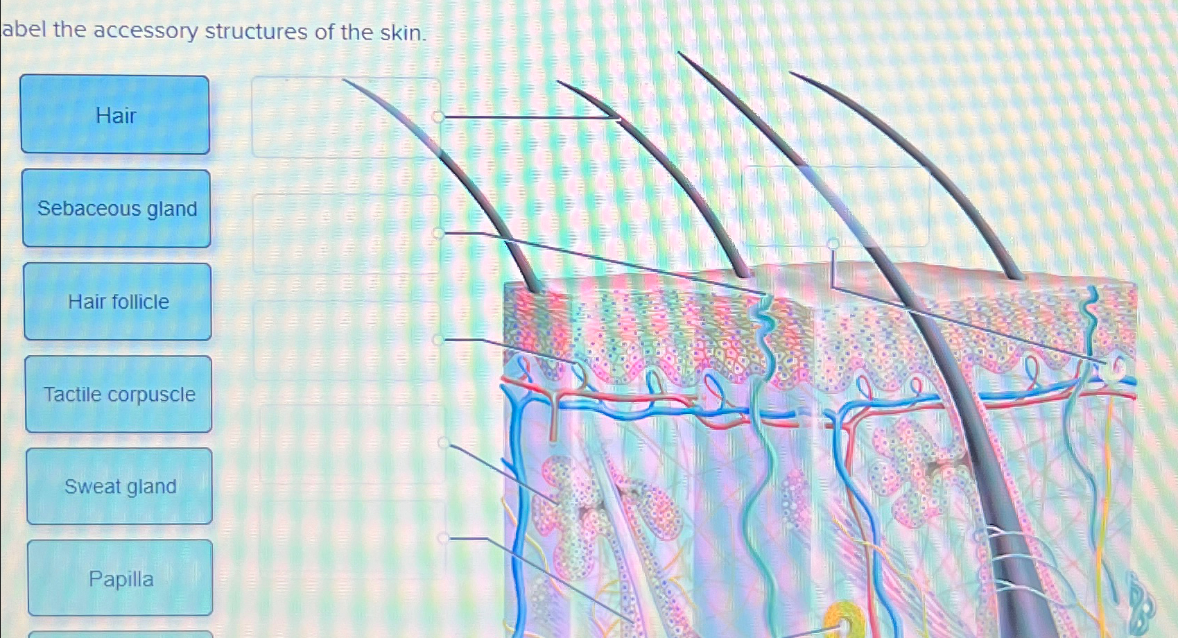 Solved Label the accessory structures of the skin. | Chegg.com