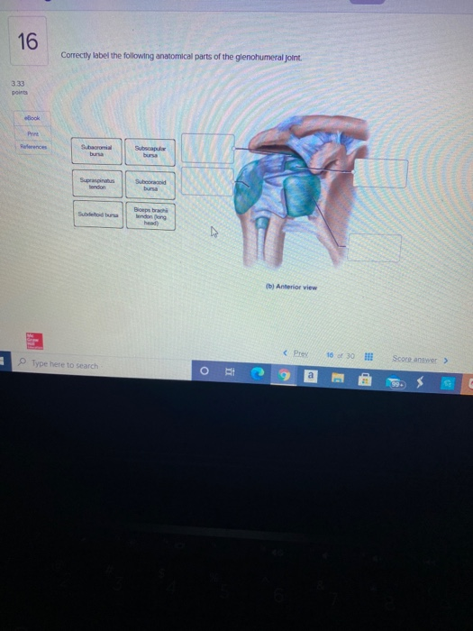 Solved 16 Correctly label the following anatomical parts of | Chegg.com
