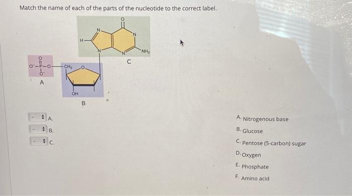 Solved Match the name of each of the parts of the nucleotide | Chegg.com