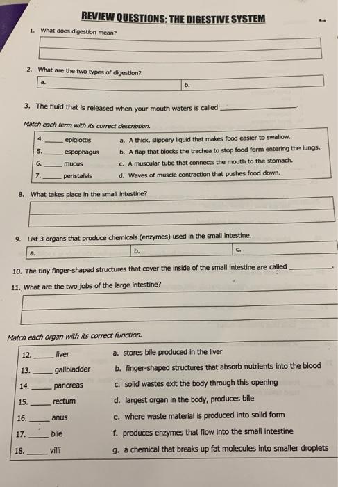 Solved REVIEW QUESTIONS: THE DIGESTIVE SYSTEM 1. What does | Chegg.com