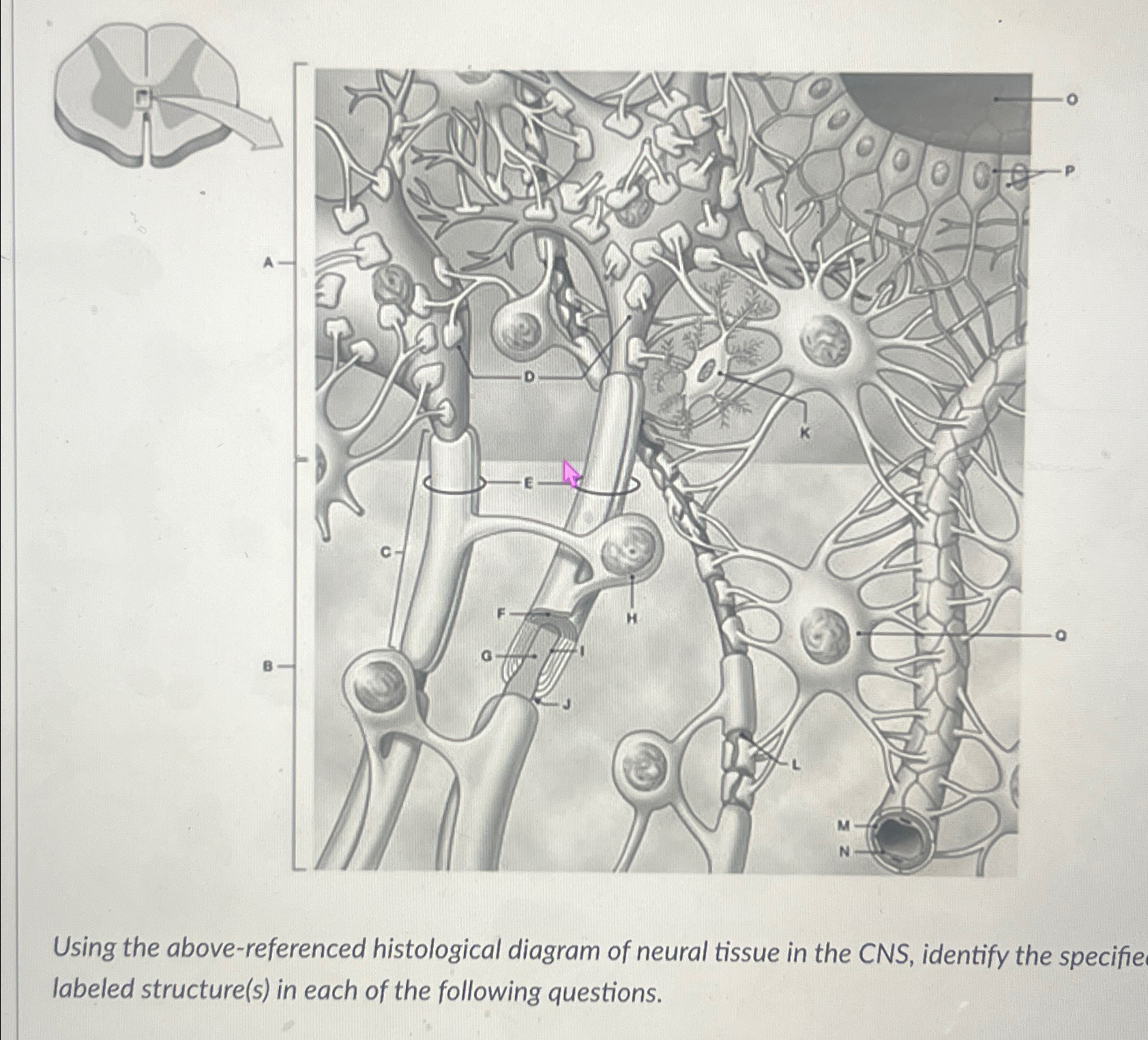 Solved Using the above-referenced histological diagram of | Chegg.com