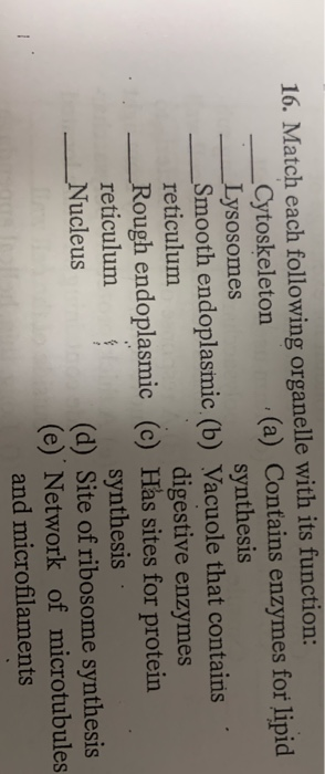 Solved 16. Match each following organelle with its function: | Chegg.com