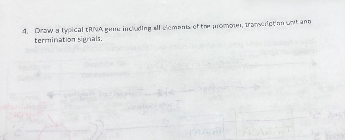 Solved Draw a typical TRNA gene including all elements of | Chegg.com