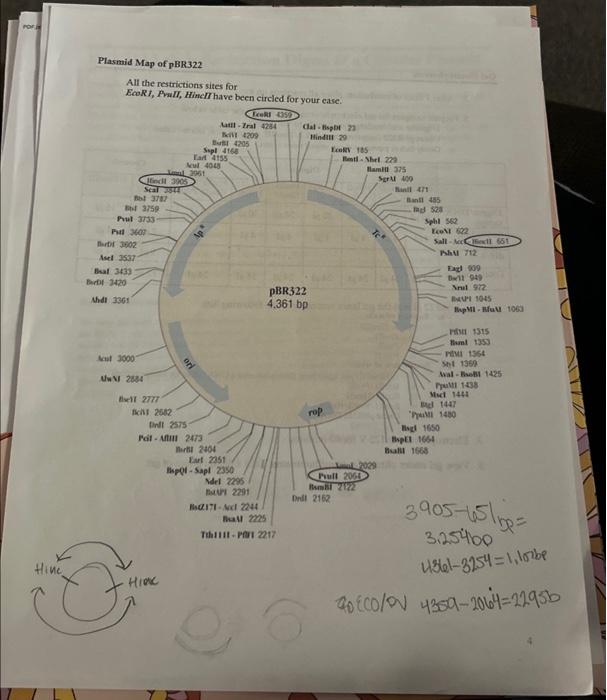 Solved 2. Use the plasmid map to determine the fragment | Chegg.com