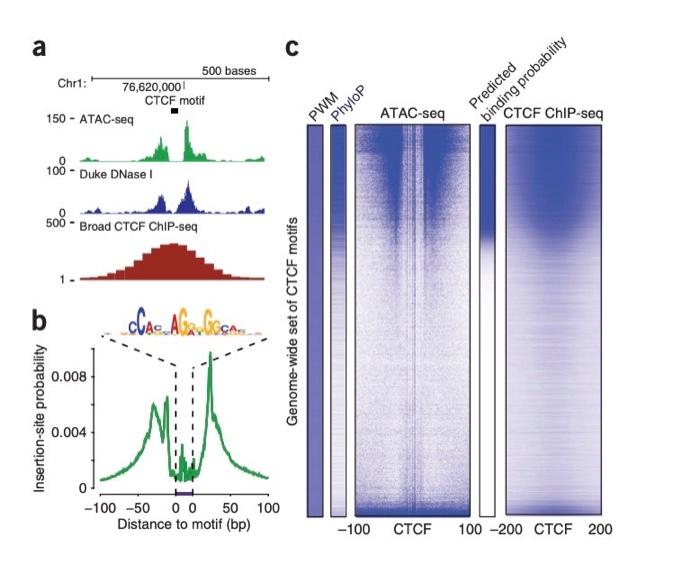 Solved explain why CTCF Chip seq signals and the ATAC seq | Chegg.com