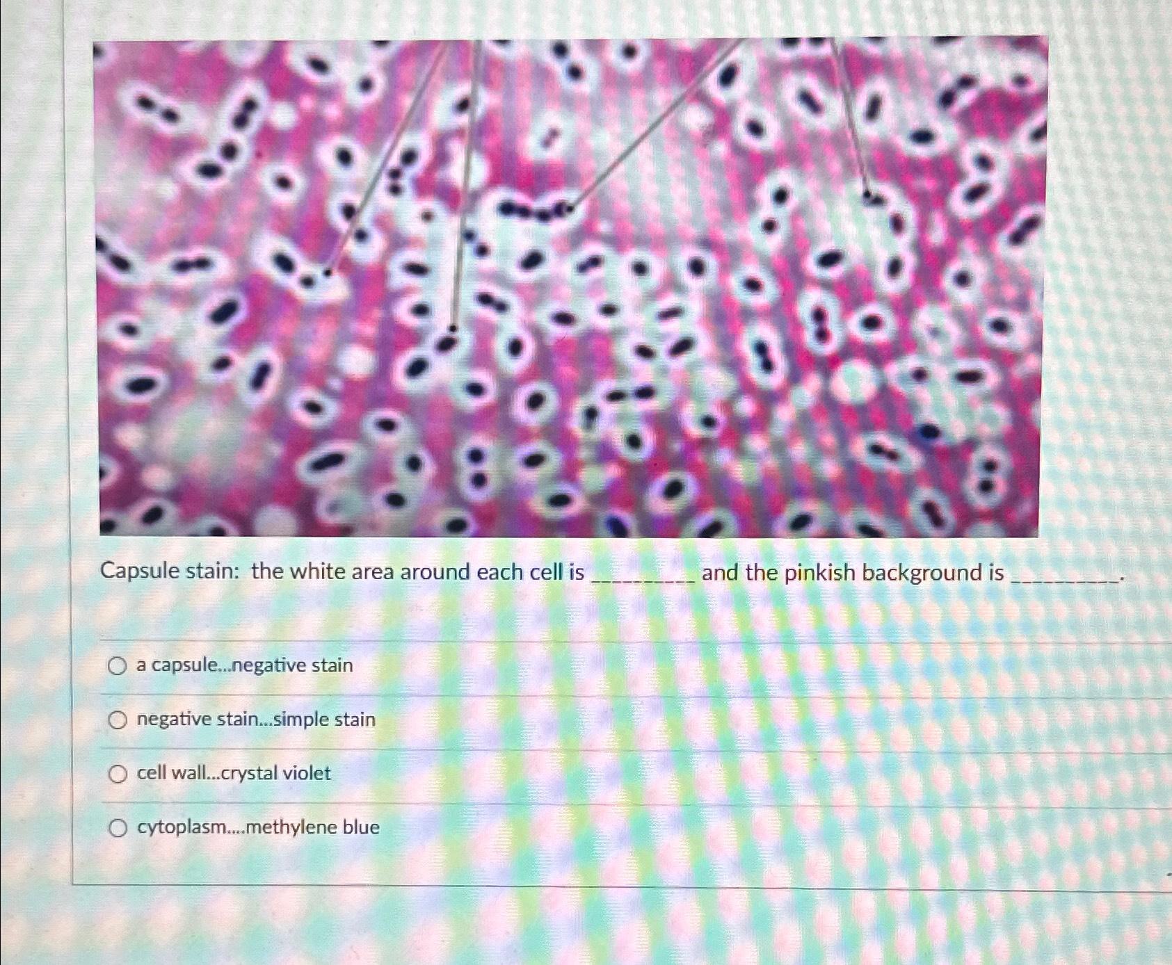 Solved Which option should I choose? Capsule stain: the | Chegg.com