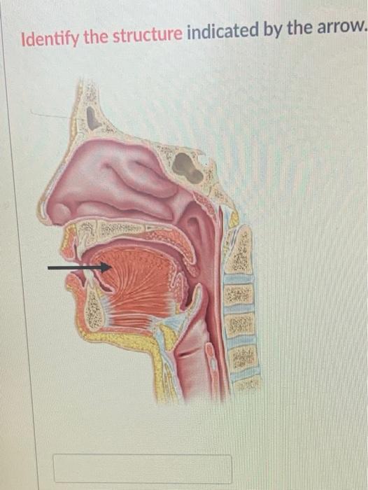 Solved Identify the structure indicated by the arrow. | Chegg.com