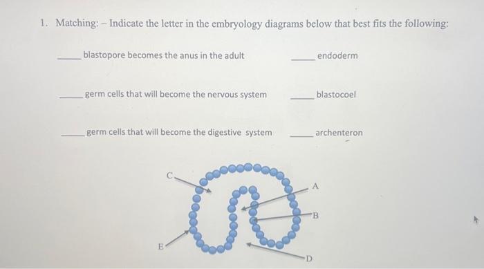 1. Matching:- Indicate the letter in the embryology | Chegg.com