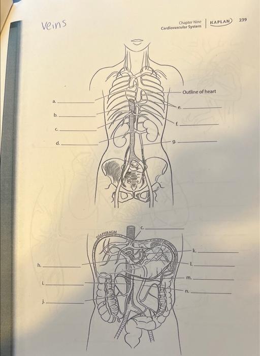 Solved 235 KAPLAN) Veins Chapter Nine Cardiovascular System | Chegg.com