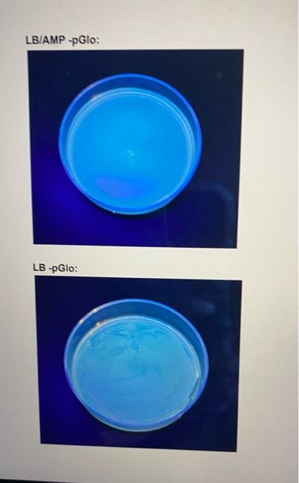 Solved -pGlo plates: B LB/Amp - Pg10 - pglo +PGlo plates: | Chegg.com