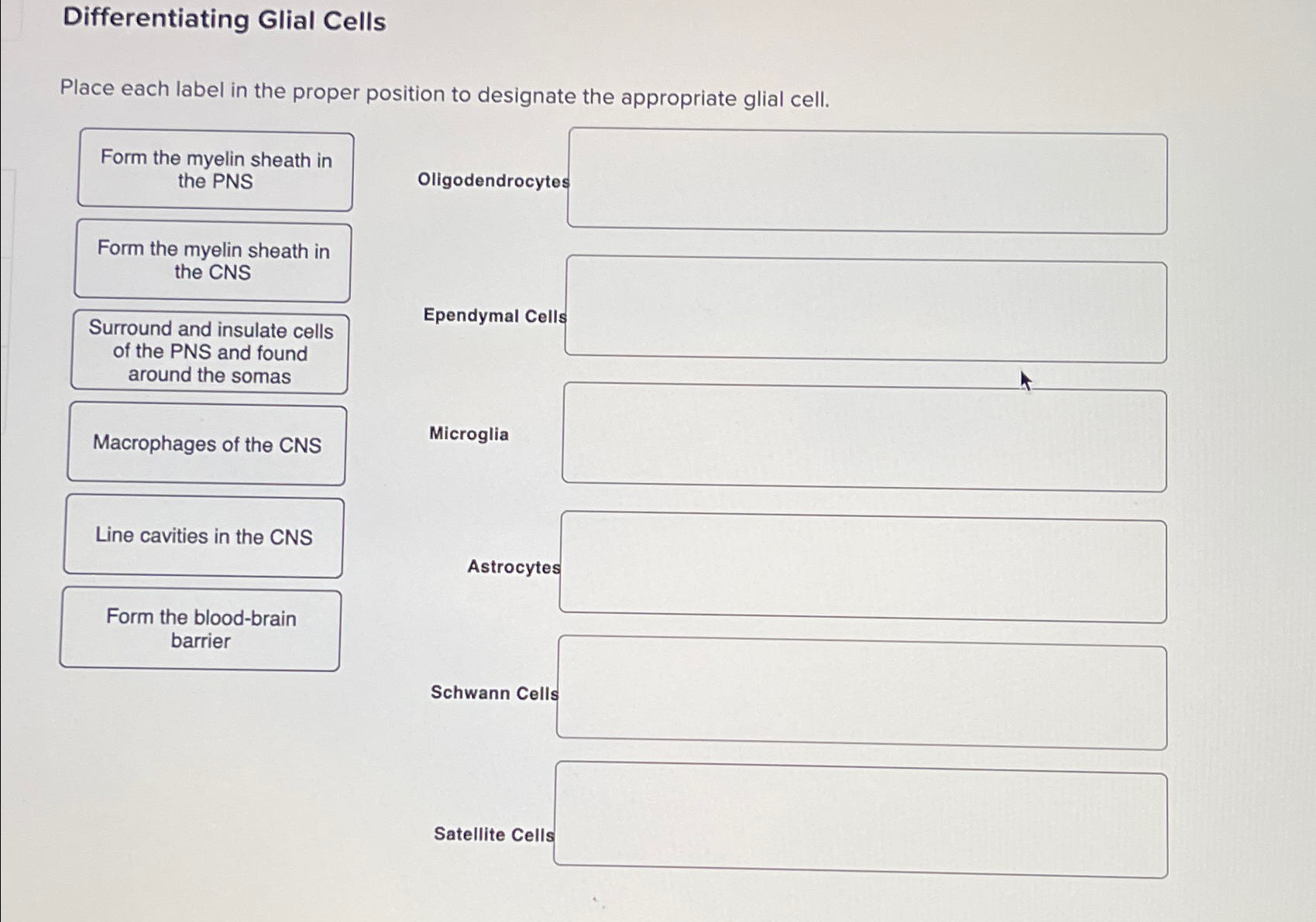 Solved Differentiating Glial CellsPlace each label in the | Chegg.com