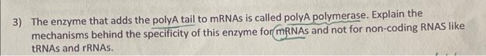 Solved 3) The enzyme that adds the polyA tail to mRNAs is | Chegg.com
